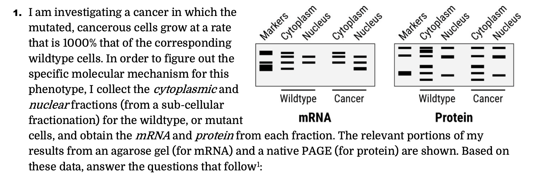 Cytoplasm Cytoplasm Markers Nucleus Markers Nucleus | Chegg.com