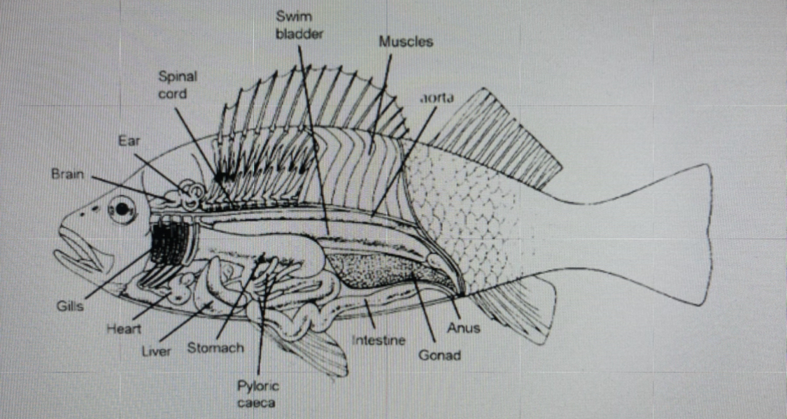 Solved 1. Describe the general body shape of the perch. In | Chegg.com