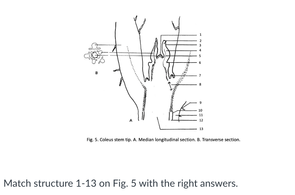 Solved Please help me match structures 1-13 The correct | Chegg.com