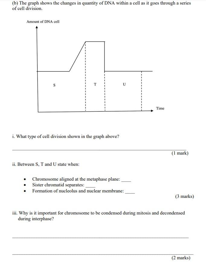 Solved (b) The graph shows the changes in quantity of DNA | Chegg.com