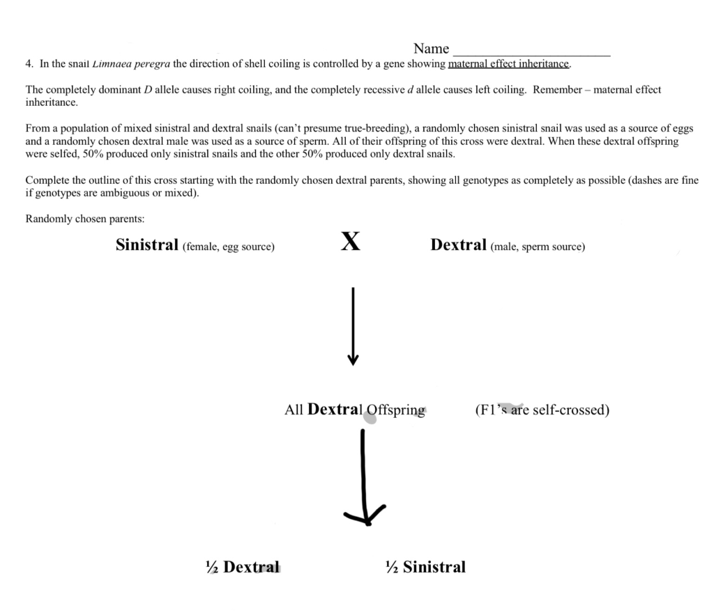 Name 4. In the snail Limnaea peregra the direction of | Chegg.com