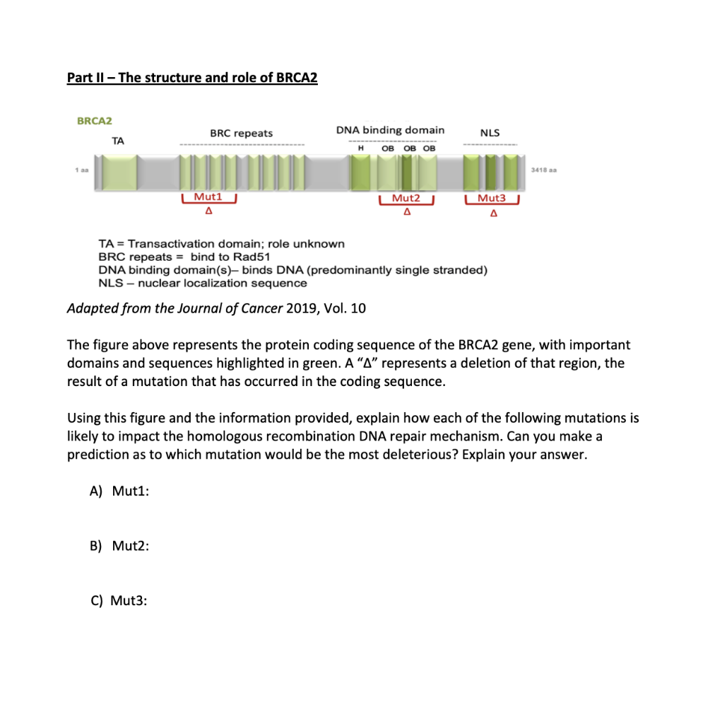 Solved Part II - The structure and role of BRCA2 BRCA2 BRC | Chegg.com