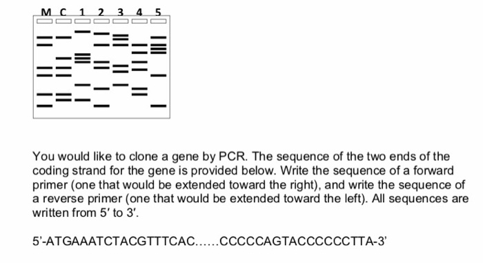 Solved You would like to clone a gene by PCR. The sequence | Chegg.com