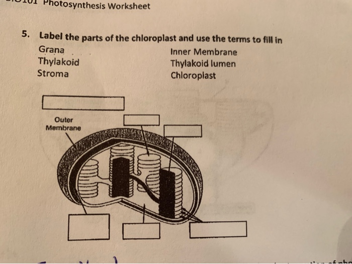 Solved 101 Photosynthesis Worksheet 5. Label the parts of | Chegg.com