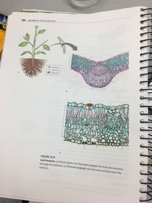Solved Please help me label this leaf structure for both | Chegg.com