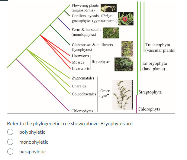 Solved Refer to the phylogenetic tree shown above. | Chegg.com
