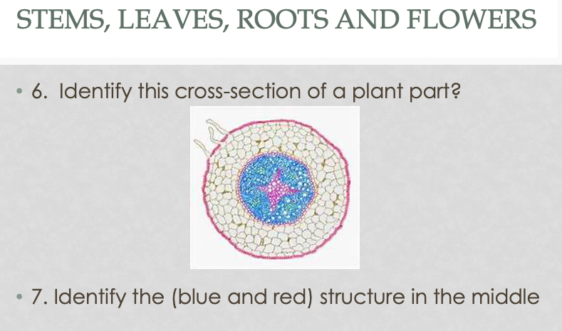 Solved STEMS, LEAVES, ROOTS AND FLOWERS 5. What plant part | Chegg.com