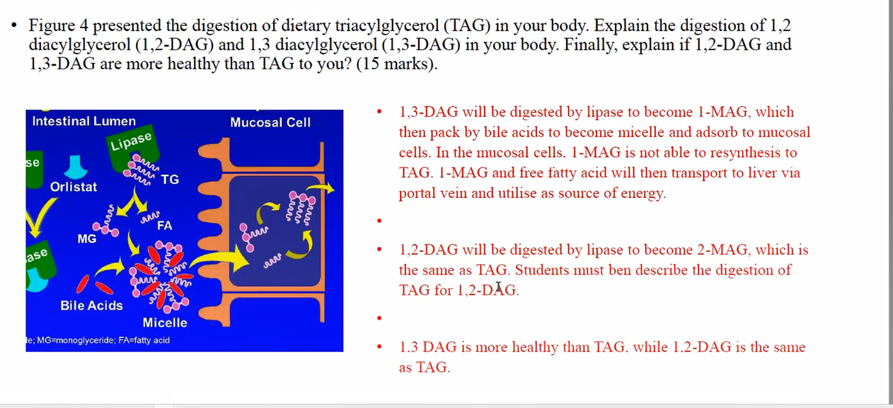 Solved Figure 4 presented the digestion of dietary | Chegg.com