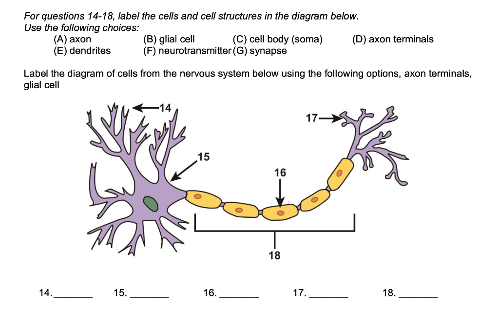 Nerve Cell Drawing Without Label