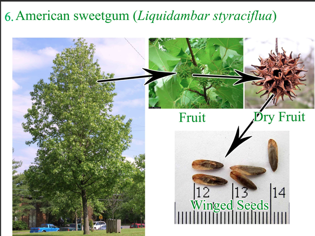 Solved 5) Species of plant: Type of dispersal: How might it | Chegg.com
