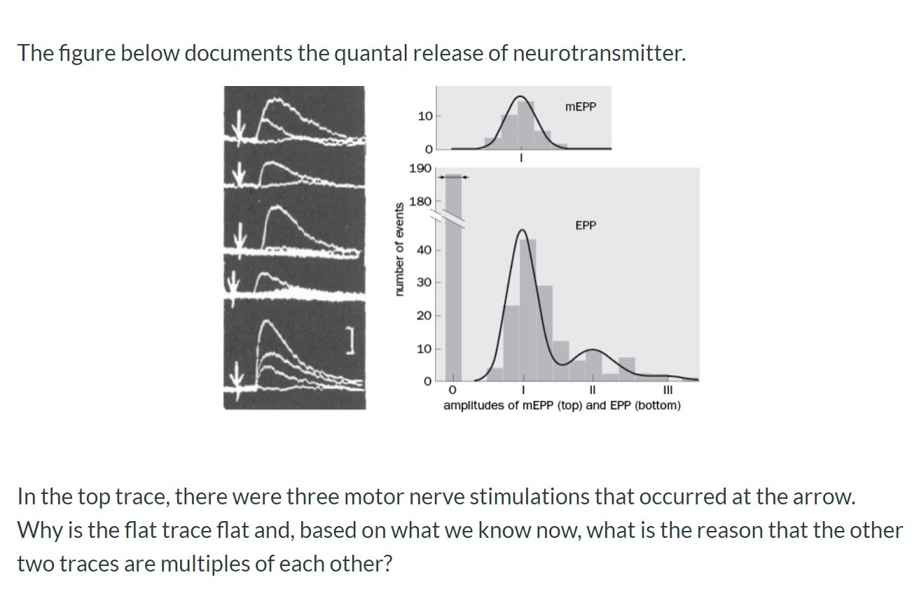 Solved The figure below documents the quantal release of | Chegg.com