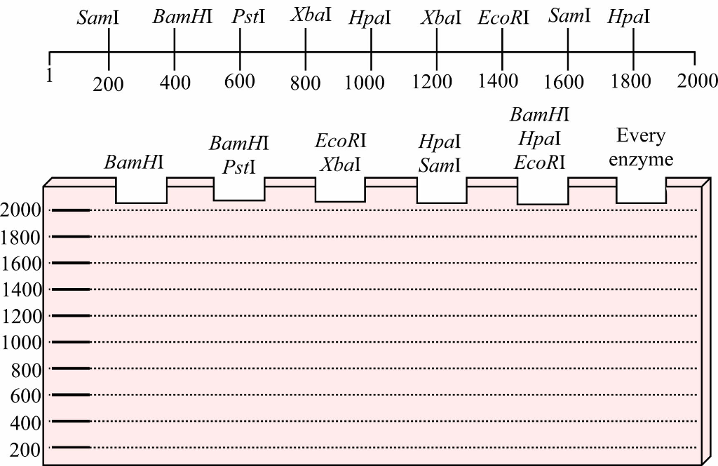 Solved A complete restriction digestion map of a linear two | Chegg.com