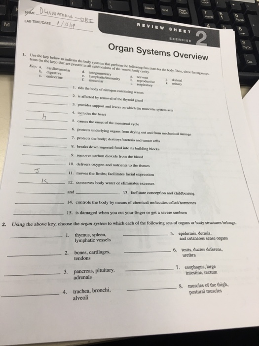 Solved LAB TIME DATE S REVIEW SHEET Organ Systems Overview Chegg