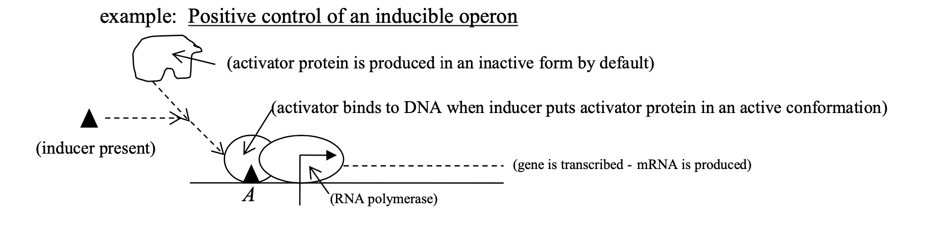 For each of the following regulatory schemes, sketch | Chegg.com
