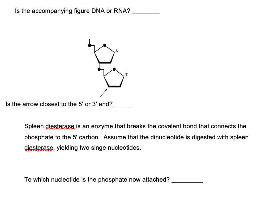 Solved Is the accompanying figure DNA or RNA? Is the arrow | Chegg.com Solved Is the accompanying figure DNA or RNA? Is the arrow | Chegg.com