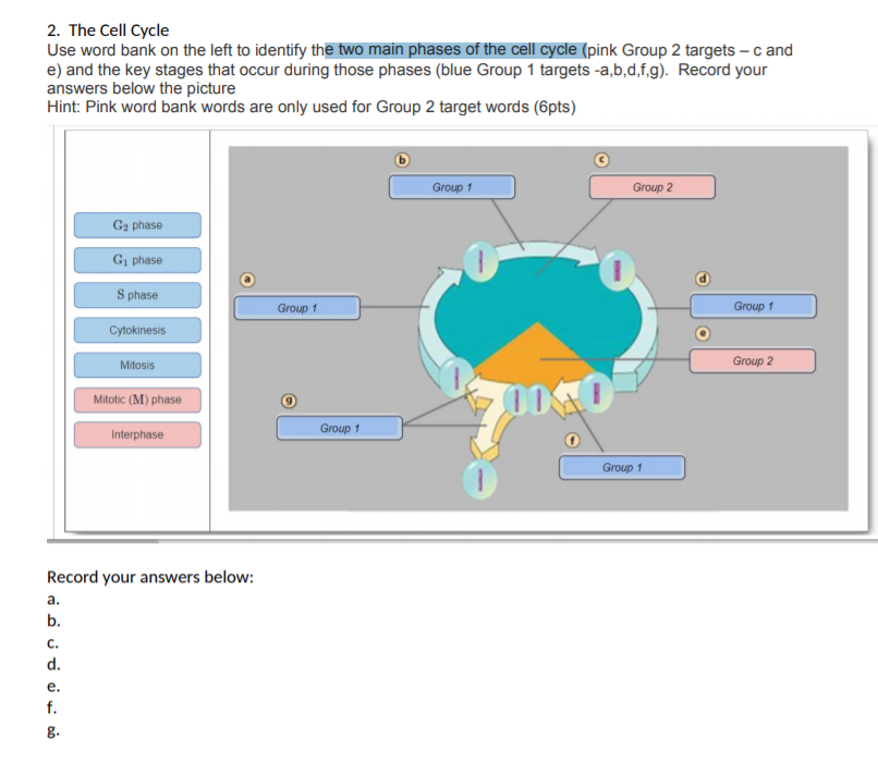 Solved 2. The Cell Cycle Use word bank on the left to | Chegg.com
