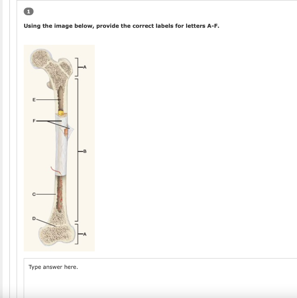Solved 1 Using the image below, provide the correct labels | Chegg.com