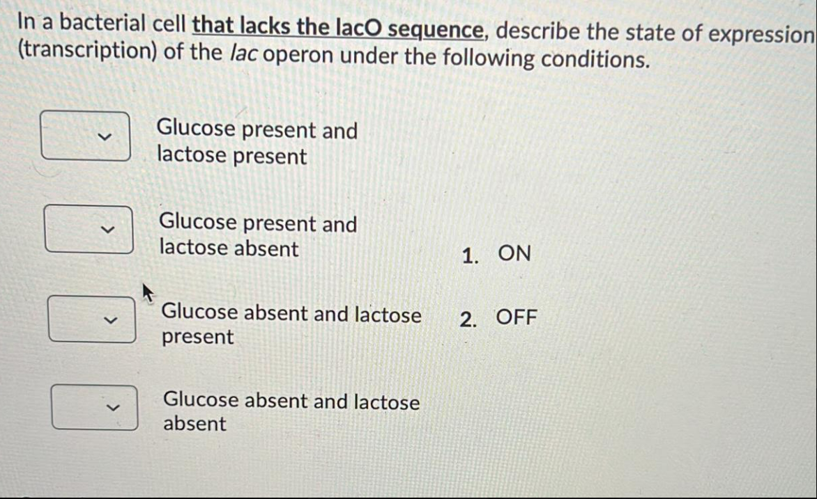 Solved In a bacterial cell that lacks the laco sequence, | Chegg.com