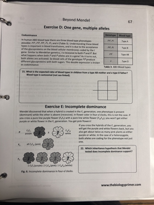 Beyond Mendel Worksheet Answers