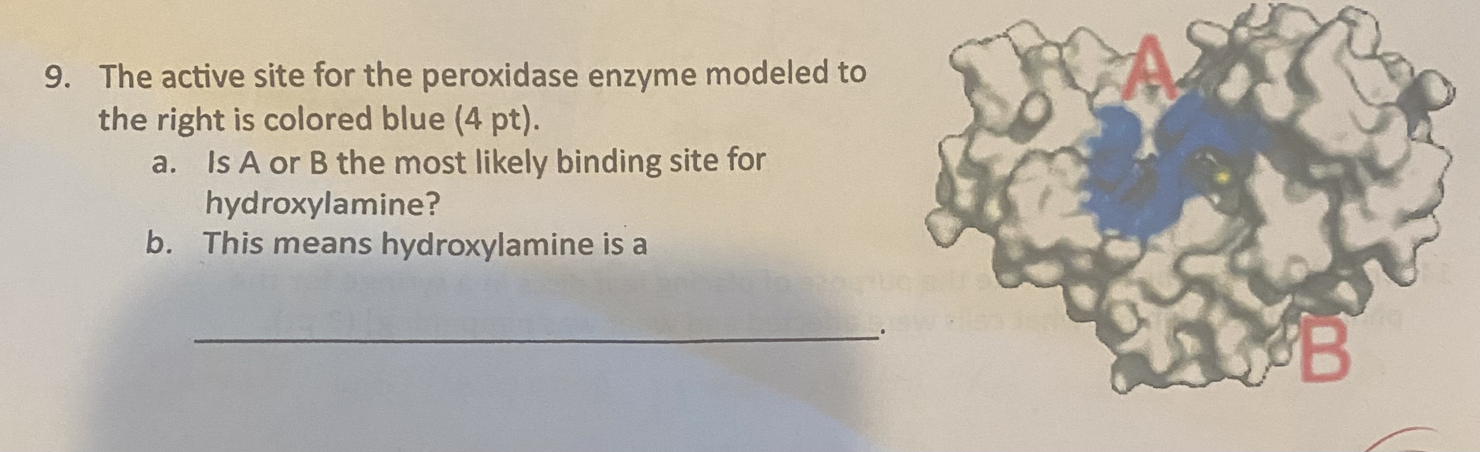 Solved 9. The active site for the peroxidase enzyme modeled | Chegg.com