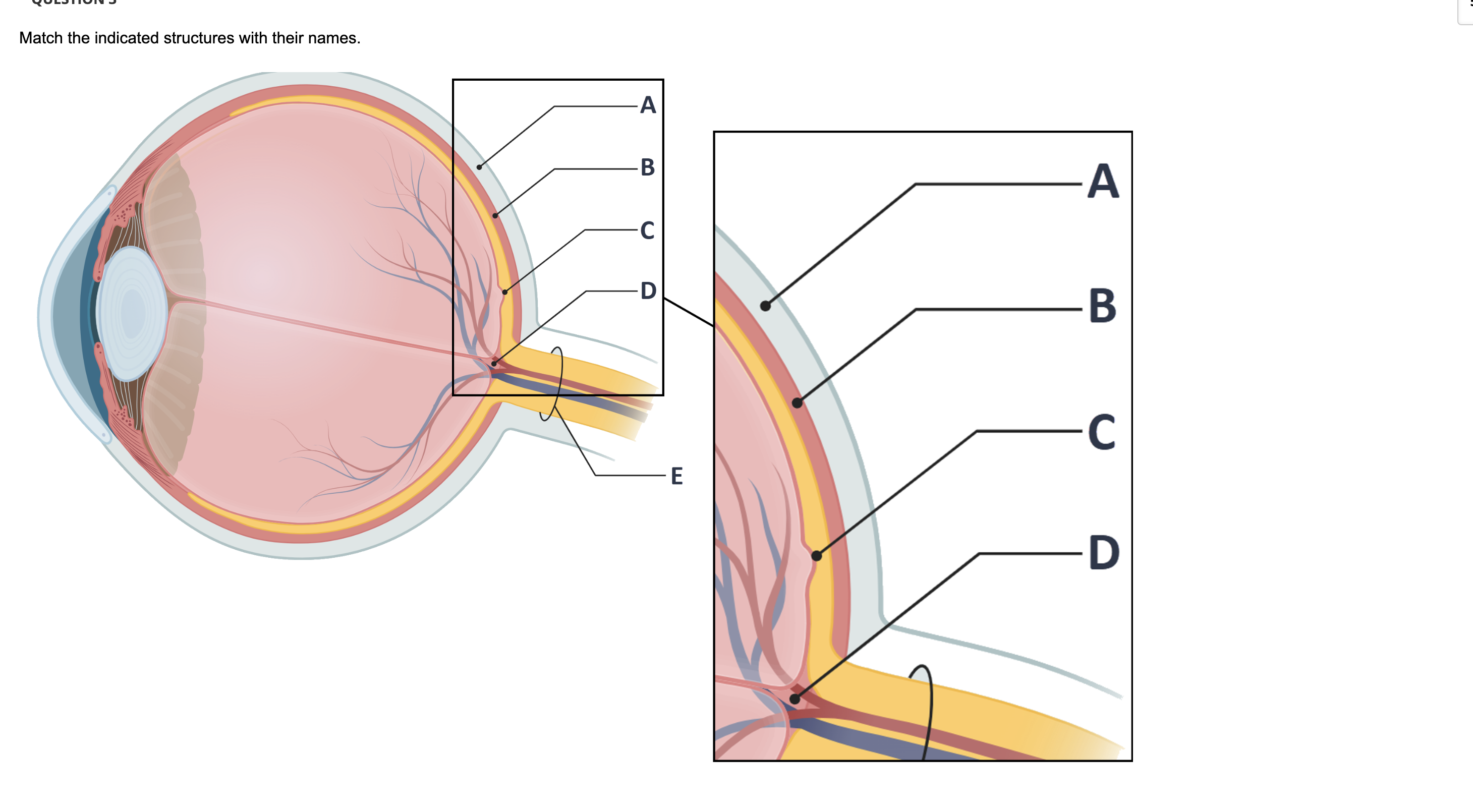 Solved Structures of the eye | Chegg.com