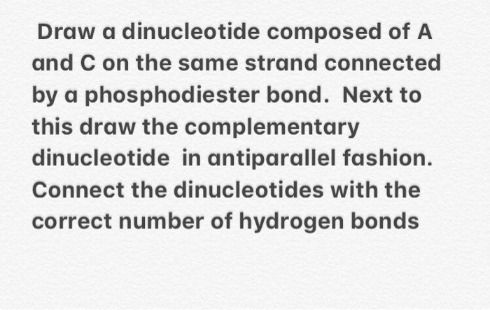 Solved Draw a dinucleotide composed of A and C on the same | Chegg.com