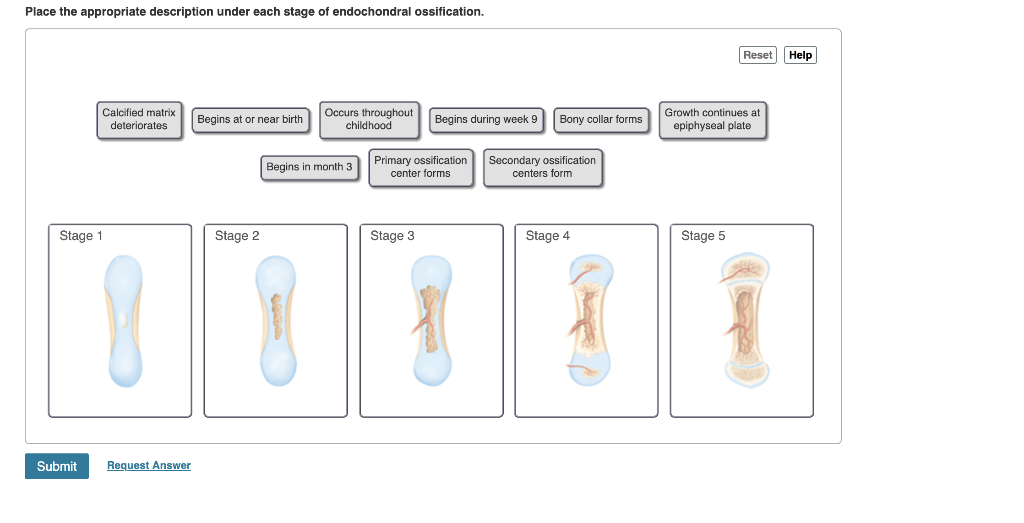 Game Statistics Endochondral Ossification Steps