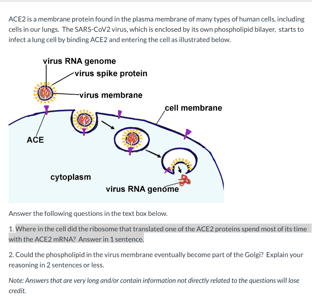Solved ACE2 is a membrane protein found in the plasma | Chegg.com