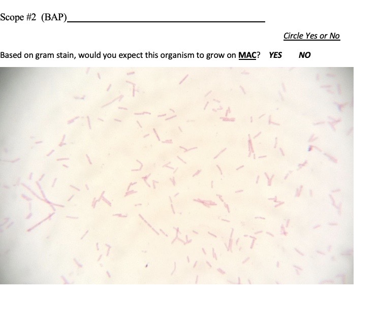 Solved A. Interpret Gram Stains Identify the gram stain and | Chegg.com