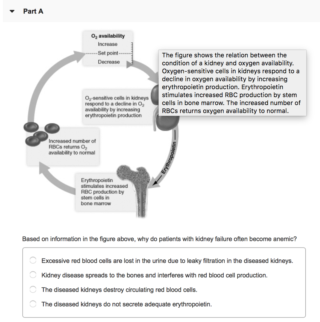 Solved Part A O2 availability Increase Set point Decrease | Chegg.com