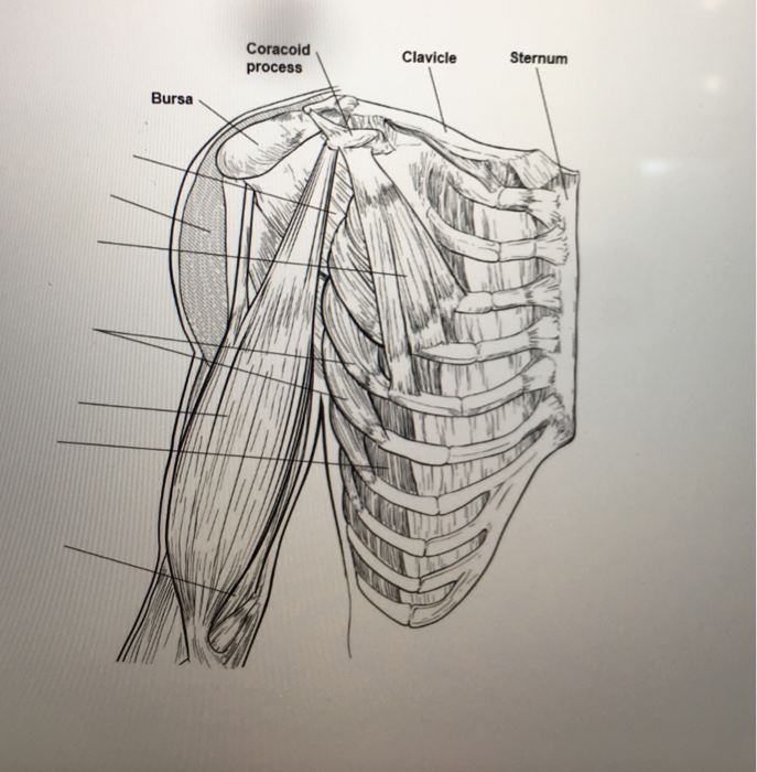 Solved Sternum Coracoid process Clavicle Bursa | Chegg.com