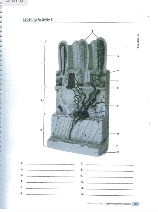 Solved Labeling Activity 3 | Chegg.com