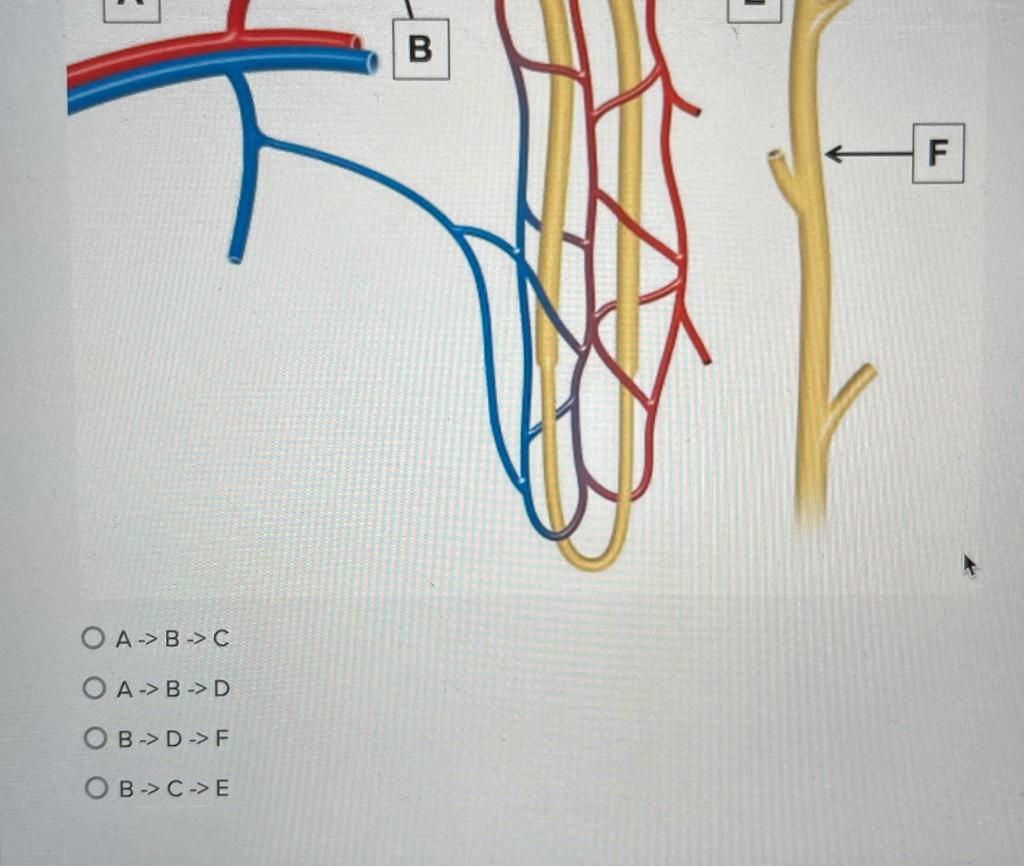 Solved Which letters on this diagram of a nephron make up | Chegg.com