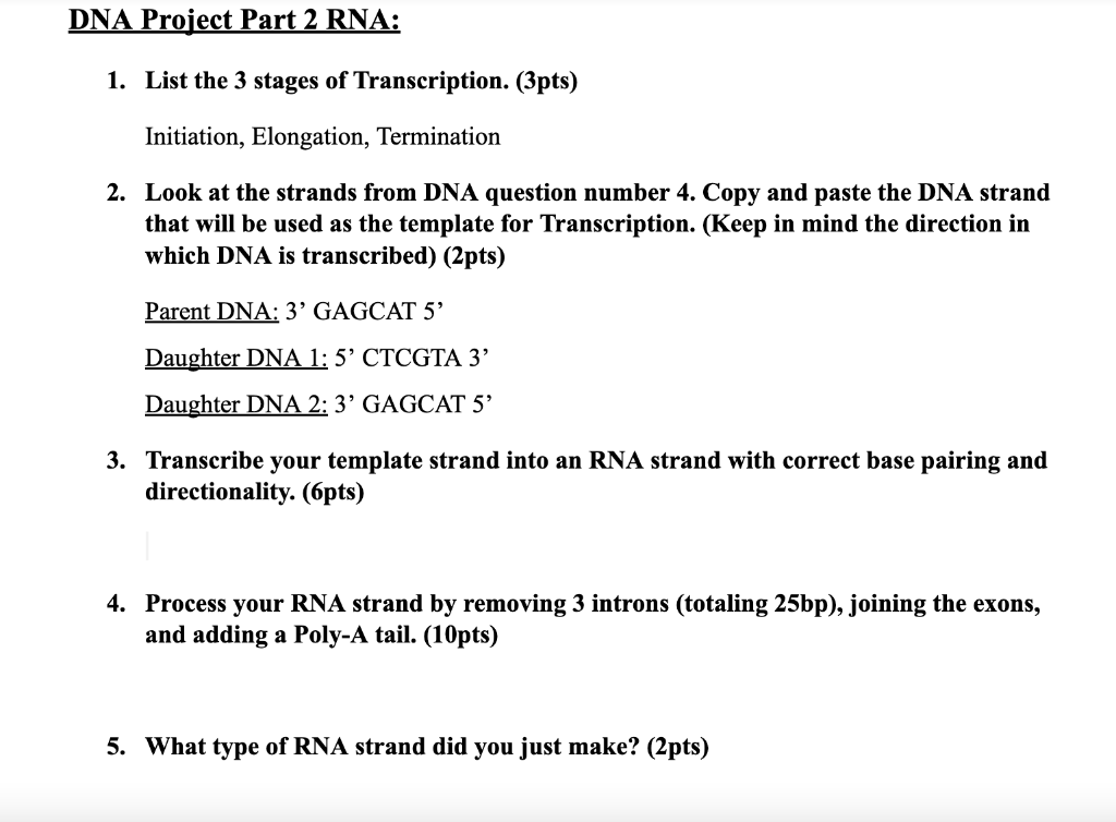 Solved 1. List the 3 stages of Transcription. (3pts) | Chegg.com