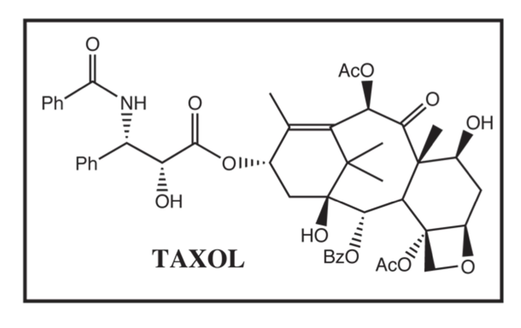 Solved On the given structure of taxol please circle all of | Chegg.com
