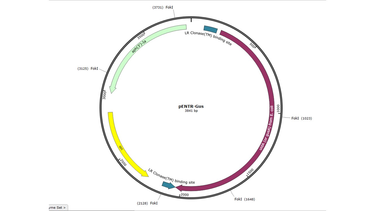Solved This is an image of the pENTR-GUS plasmid that you | Chegg.com