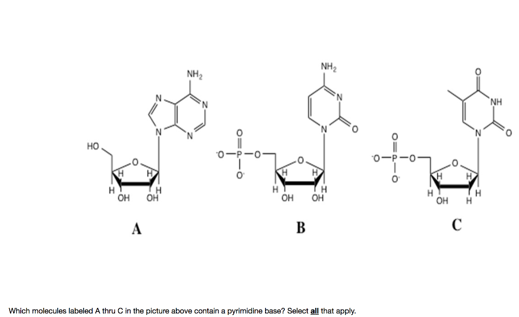 Solved NH2 NH2 0 NH NC 0 но O-P-O онон он он OH H Which | Chegg.com