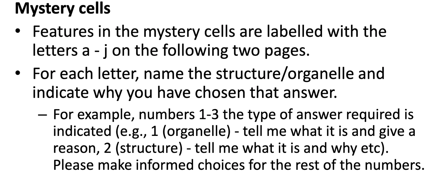 Mystery cells Features in the mystery cells are | Chegg.com