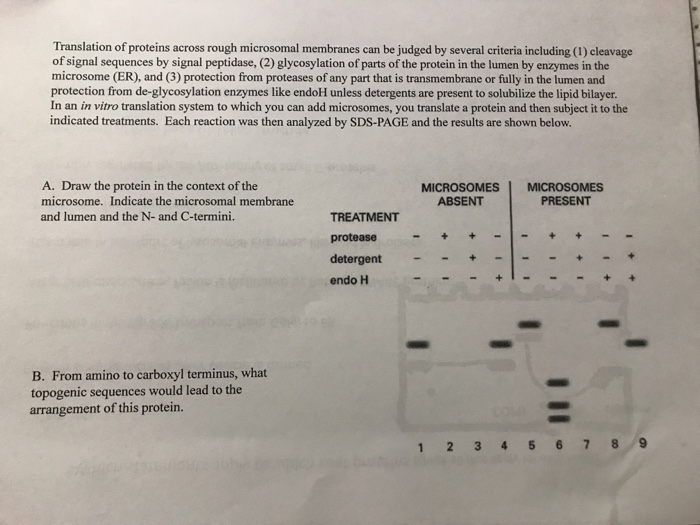 Solved Translation of proteins across rough microsomal | Chegg.com