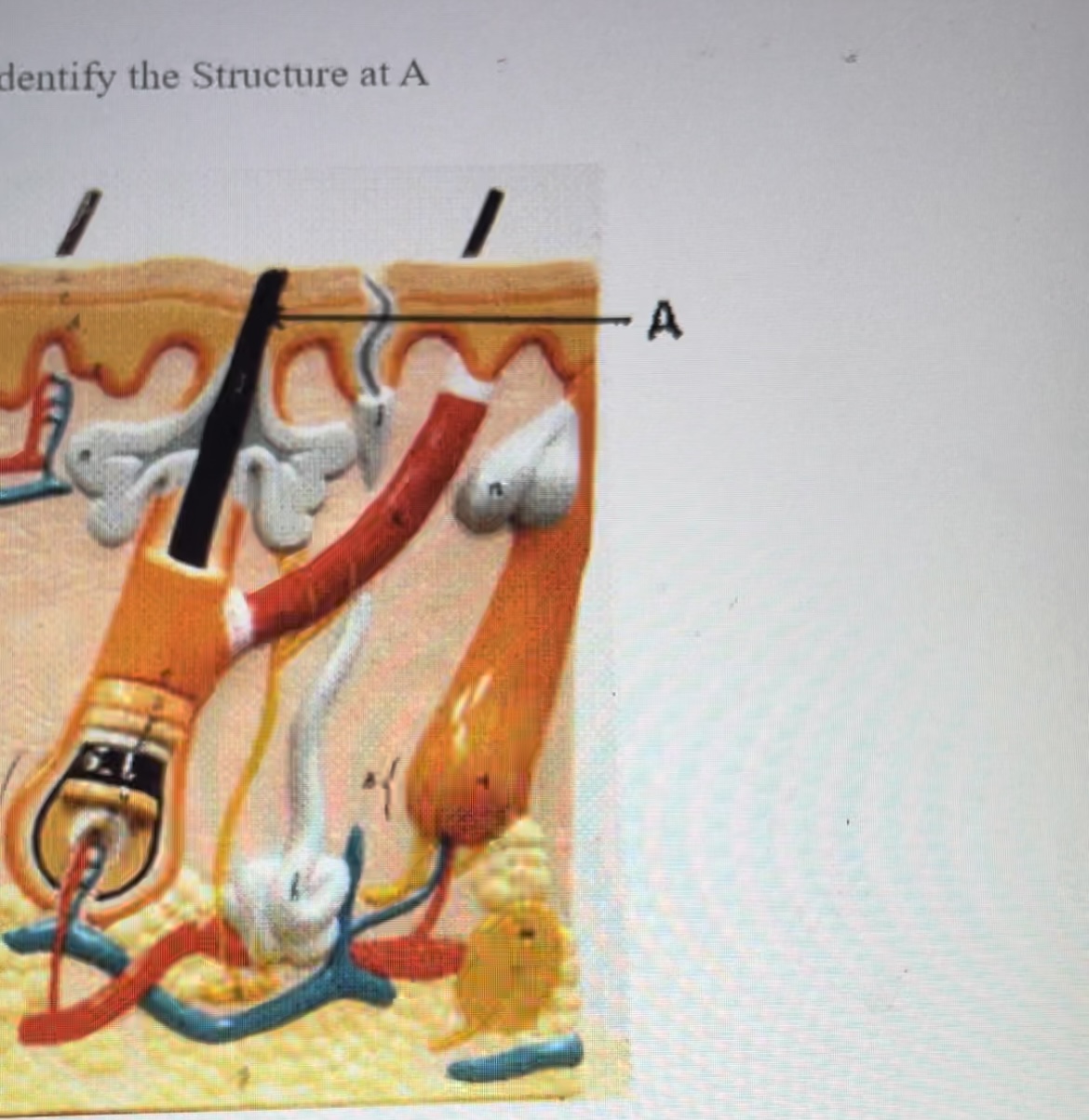 Solved dentify the Structure at A | Chegg.com Solved dentify the Structure at A | Chegg.com