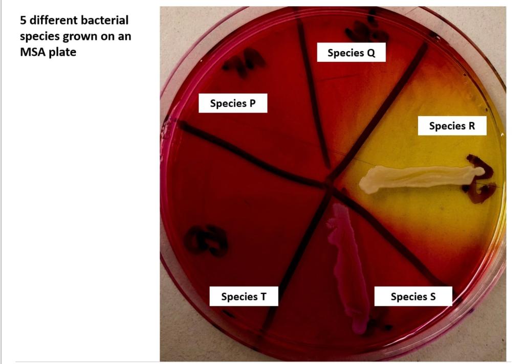 Solved #1 Shown below are 5 different bacterial species | Chegg.com