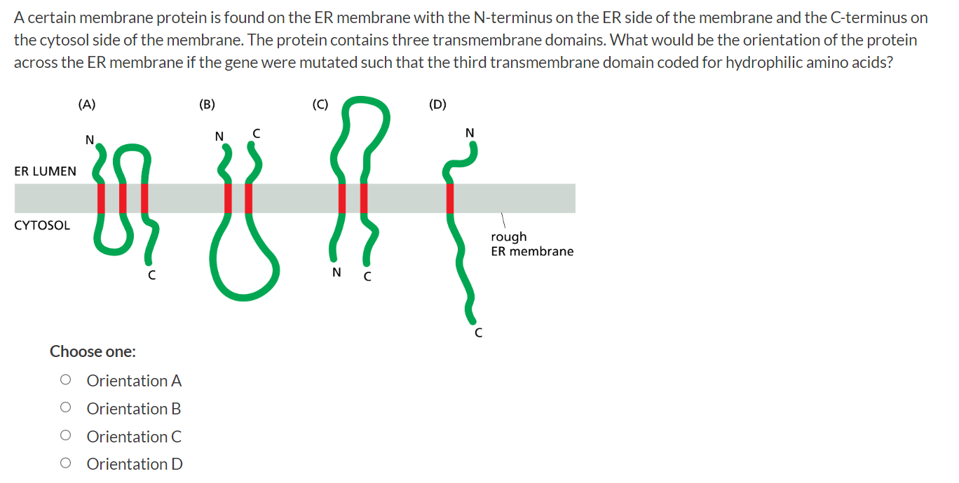 Solved A certain membrane protein is found on the ER | Chegg.com