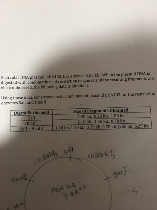 Solved A circular DNA plasmid, pDA102, has a size of 4.35 | Chegg.com