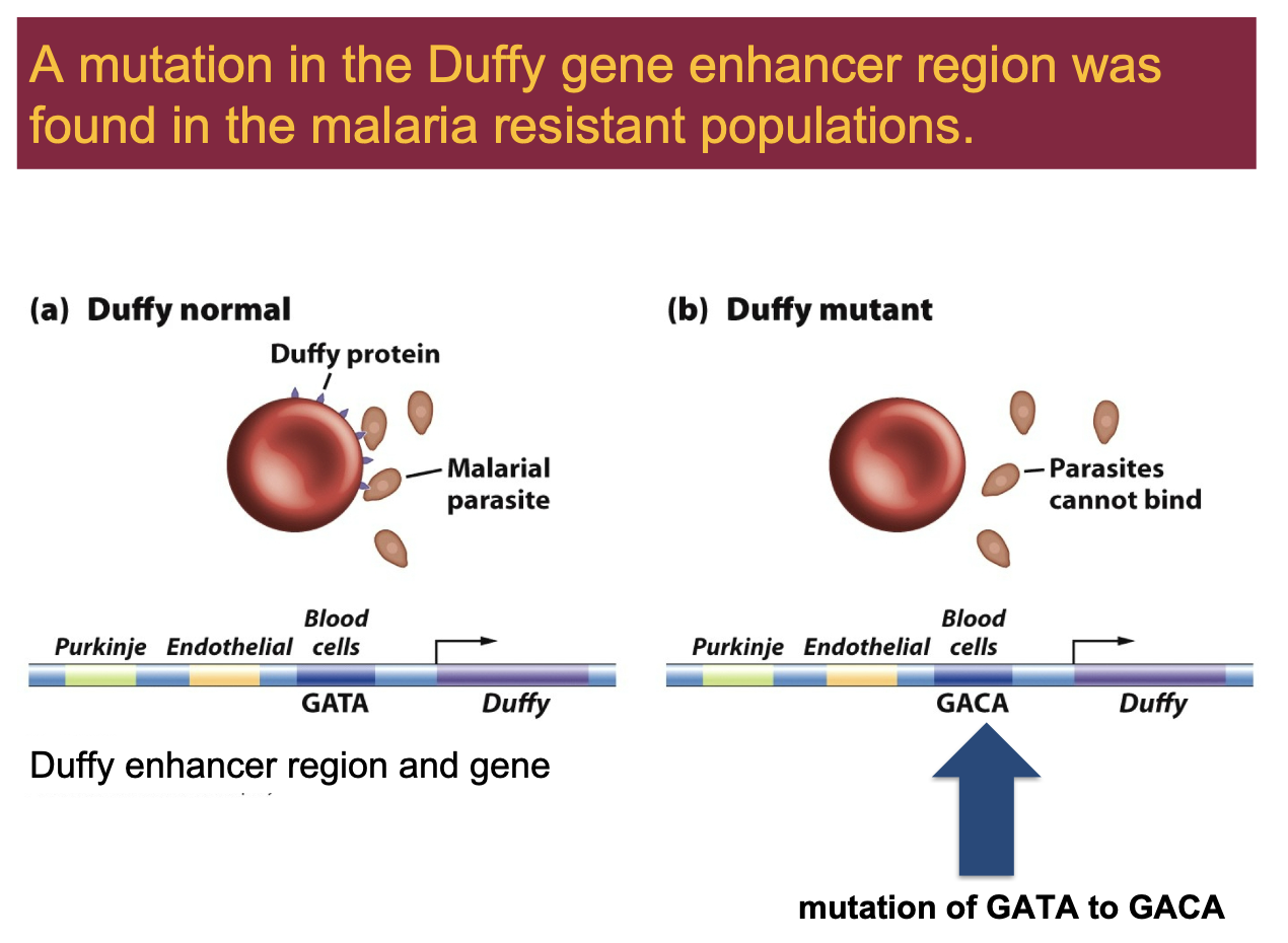 Solved Malaria Resistance and the Duffy Antigen Distribution | Chegg.com