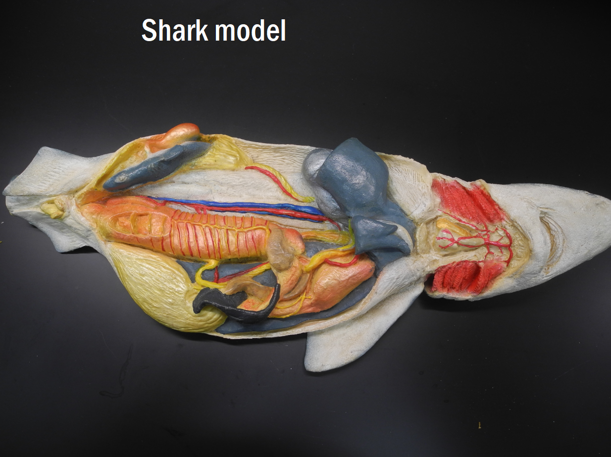 Solved Shark model | Chegg.com