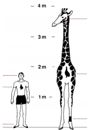 Solved Giraffes are a wonder of cardiovascular engineering. | Chegg.com