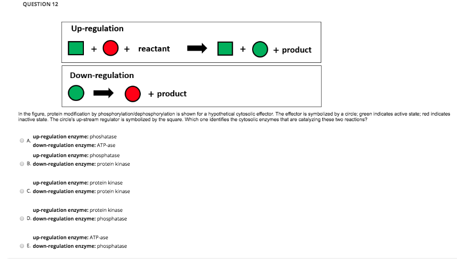 Solved Question 12 Up Regulation Reactant Product Chegg