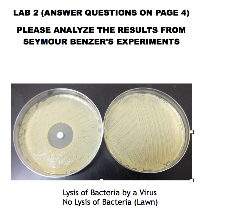 Solved LAB 2 (ANSWER QUESTIONS ON PAGE 4) PLEASE ANALYZE THE | Chegg.com