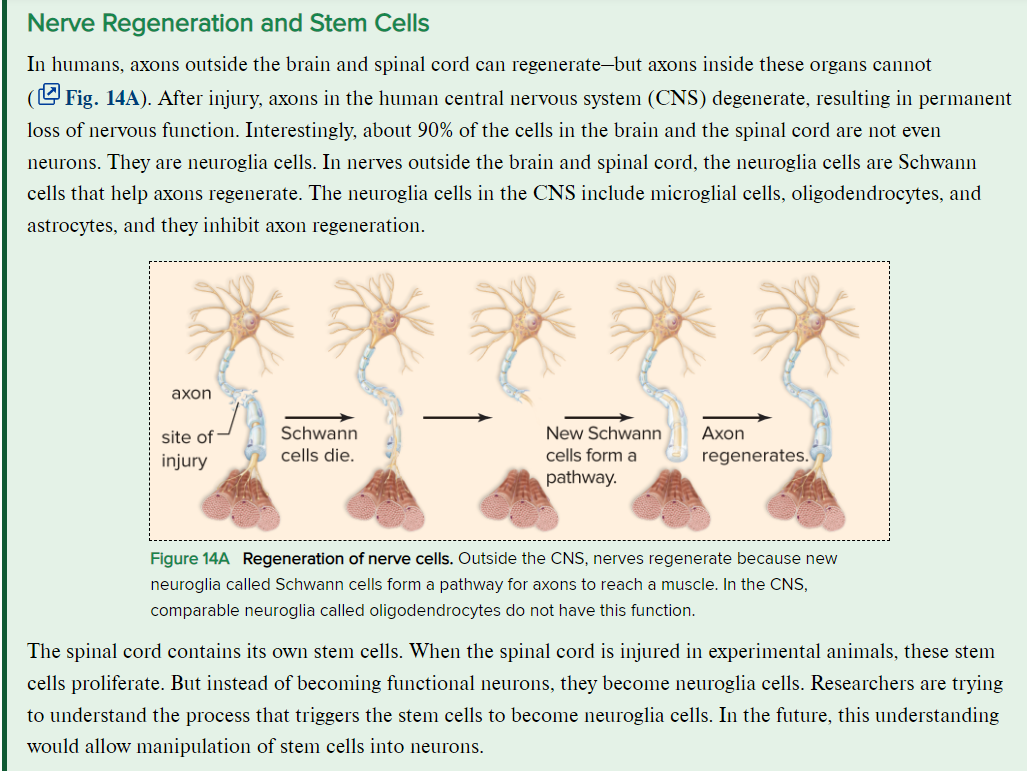 Solved Nerve Regeneration and Stem Cells In humans, axons | Chegg.com