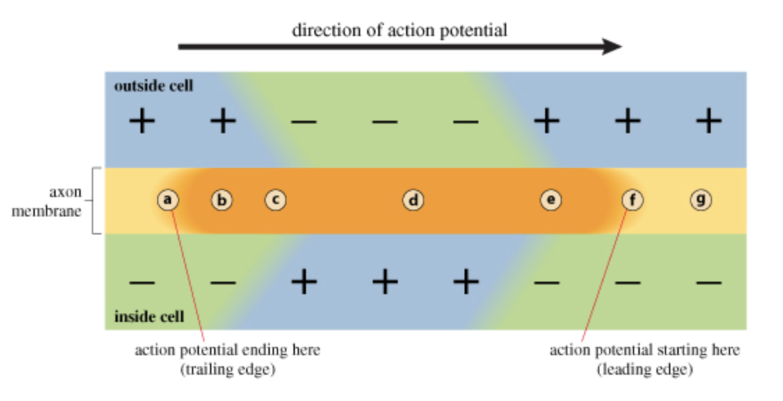 Solved Match the letter of each location along the axon with | Chegg.com